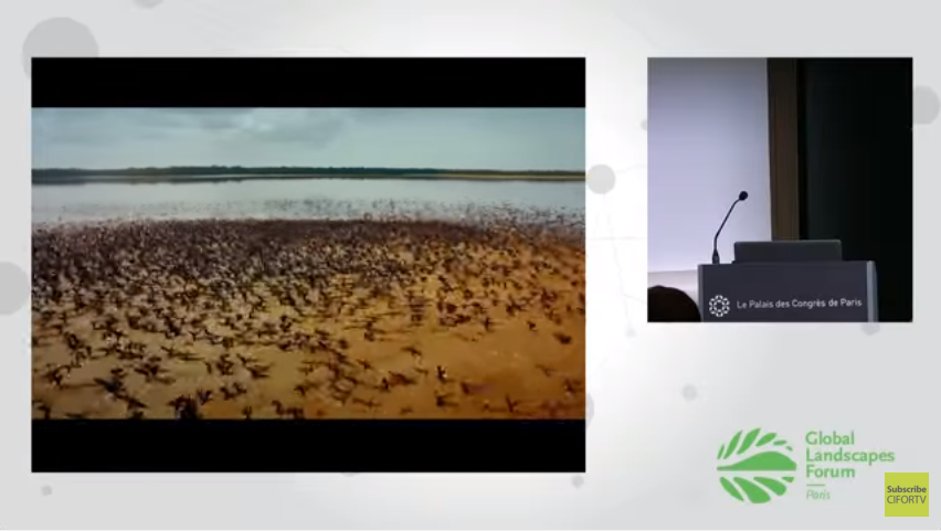 Amazon Fund, the world’s biggest conservation experiment? - #Thinklandscape