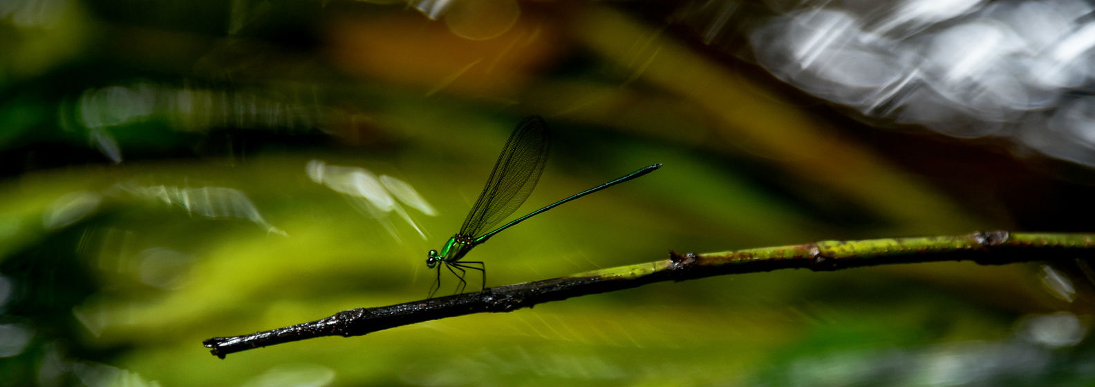 Global warming could halve number of species in most diverse ecosystems ...