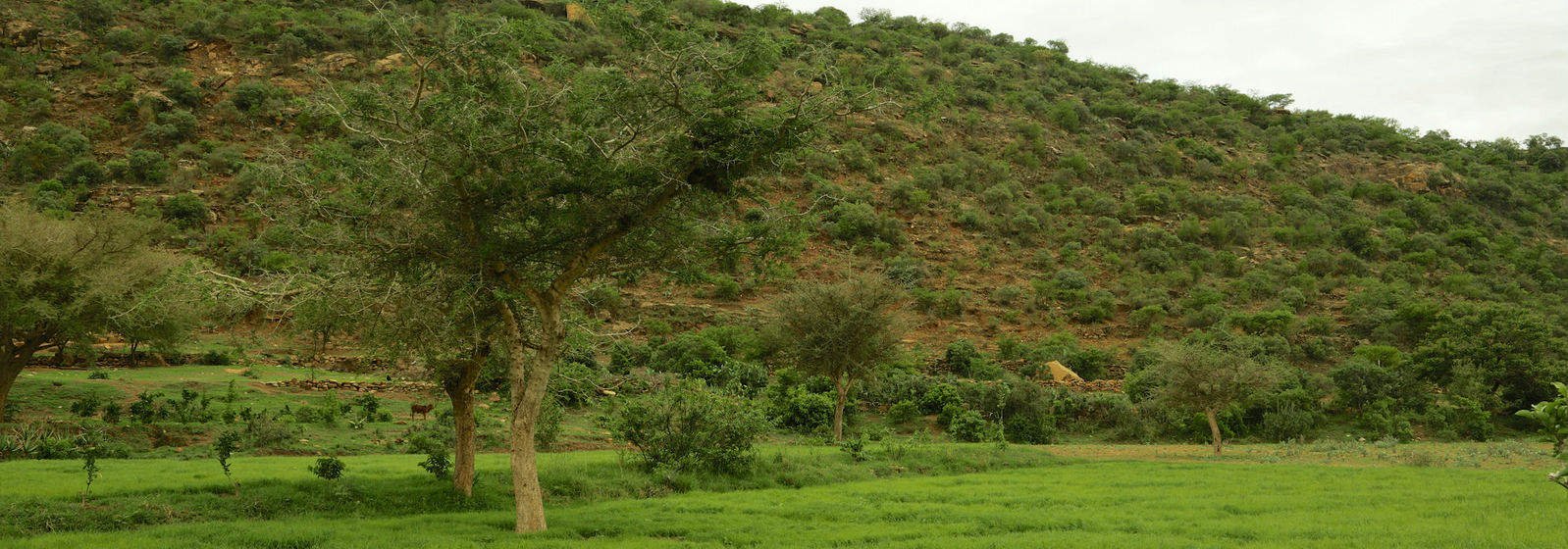 Time to scale up land restoration to advance Sustainable Development ...