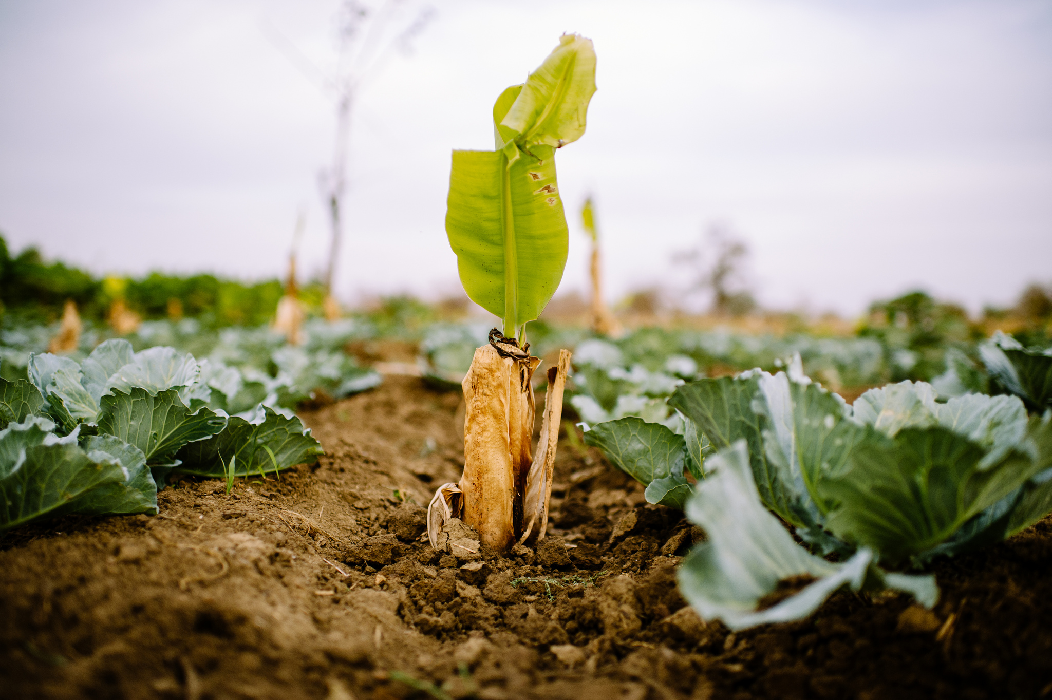 Limiting global warming and adapting to climate change - #ThinkLandscape