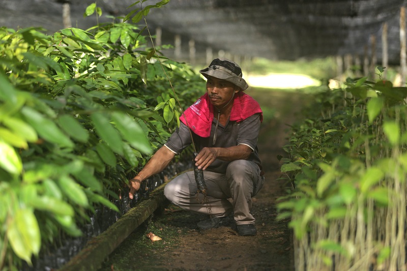 Two roads diverged in Southeast Asia’s forests - #Thinklandscape