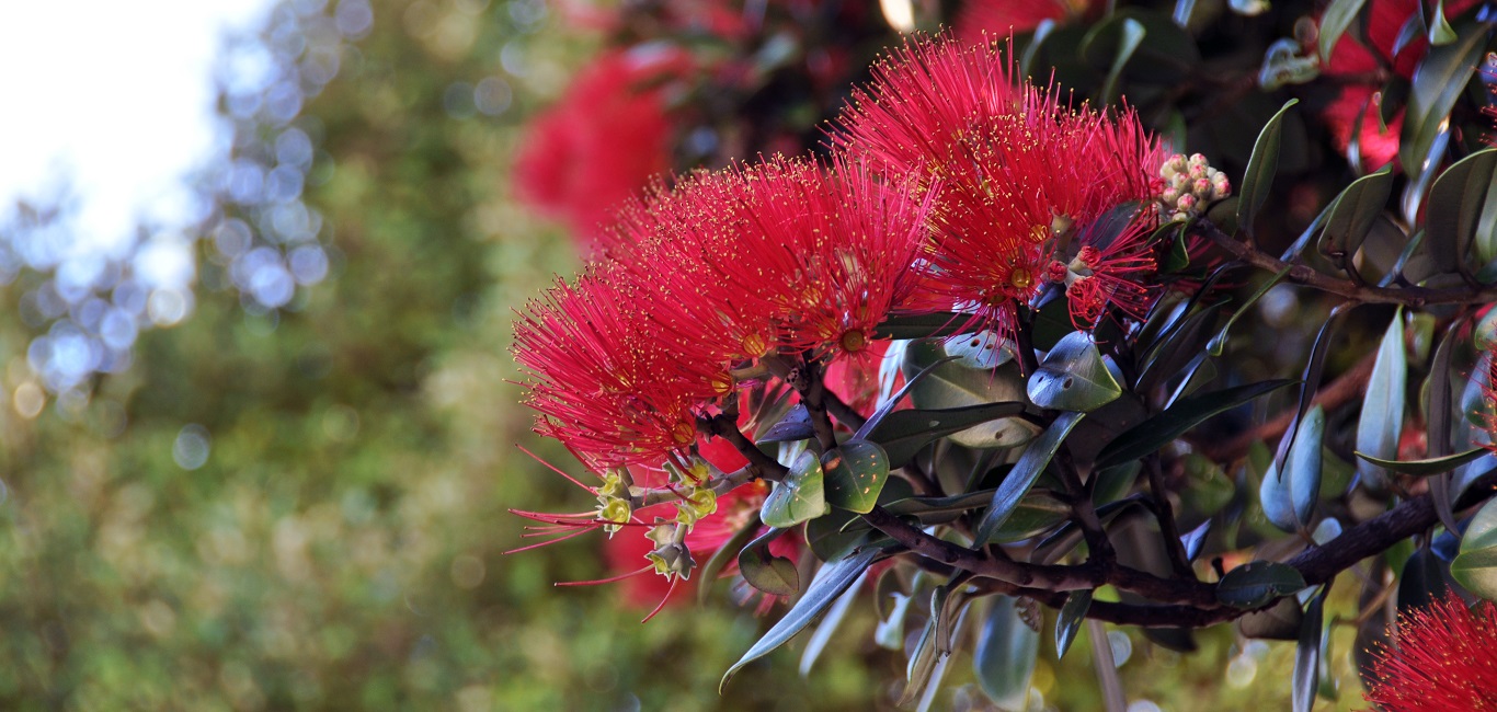How ancient Māori knowledge is tackling modern plant disease - # ...