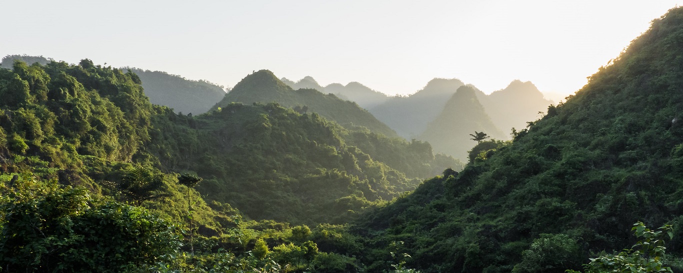 Fast facts: Forests - #Thinklandscape