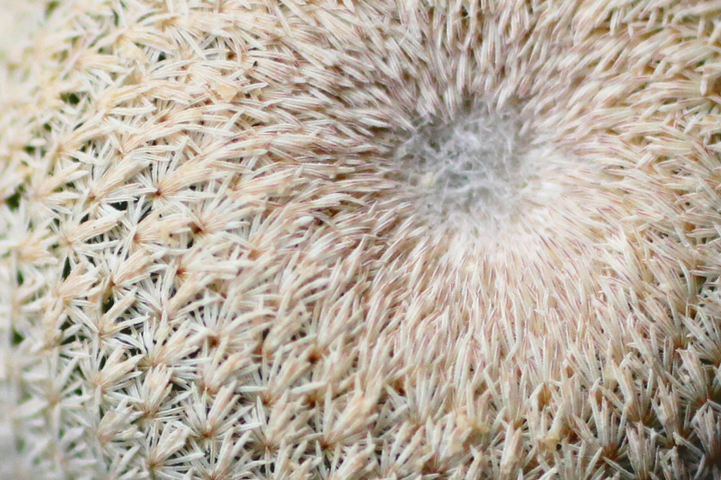 Fractals: the natural patterns of almost all things