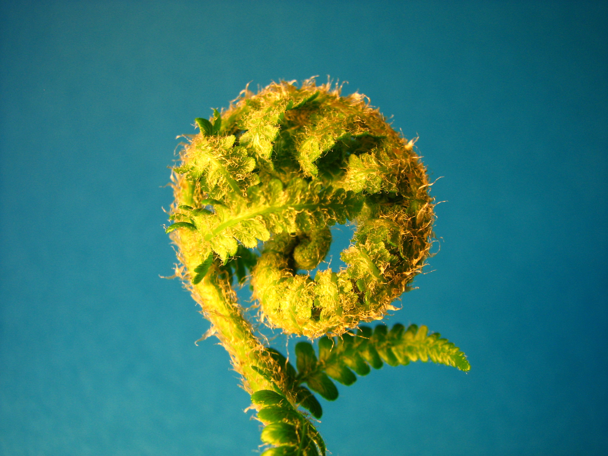 Fractals: the natural patterns of almost all things