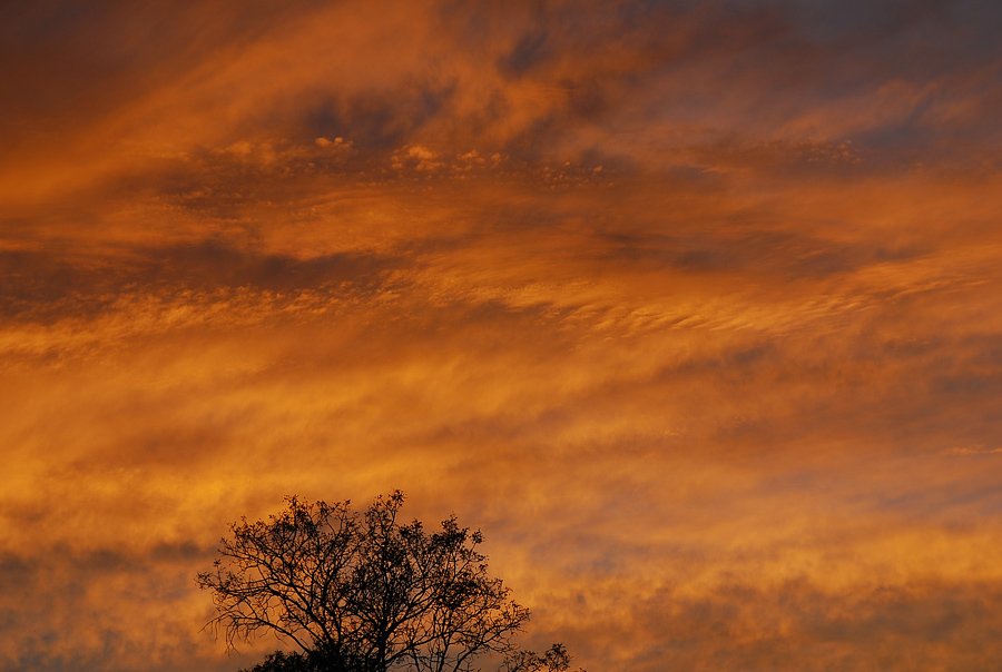 Brazilian Cerrado: the upside-down forest on the frontlines of agriculture