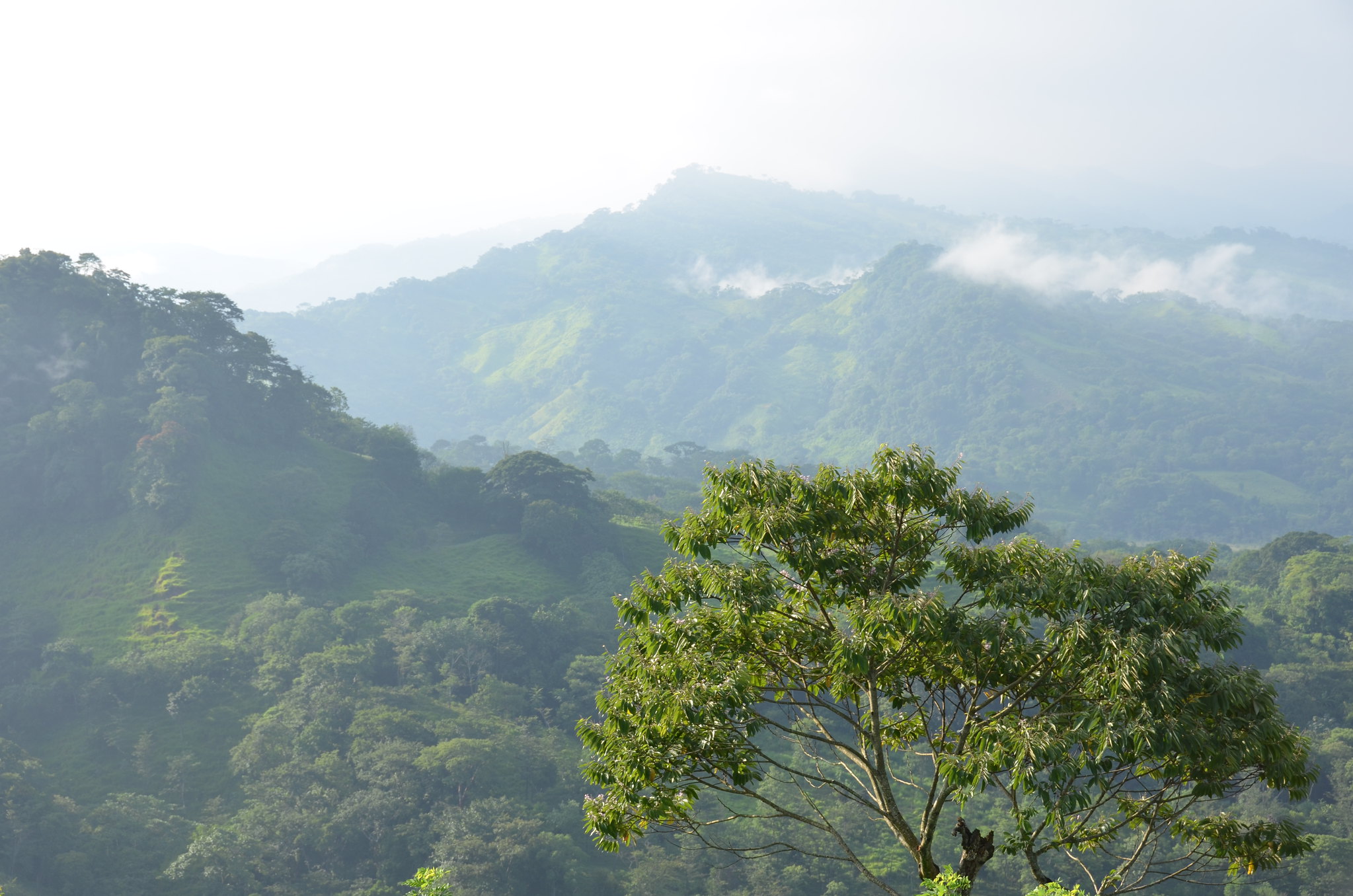 Solar sidewalks, self-isolating bats and chameleons back from the dead