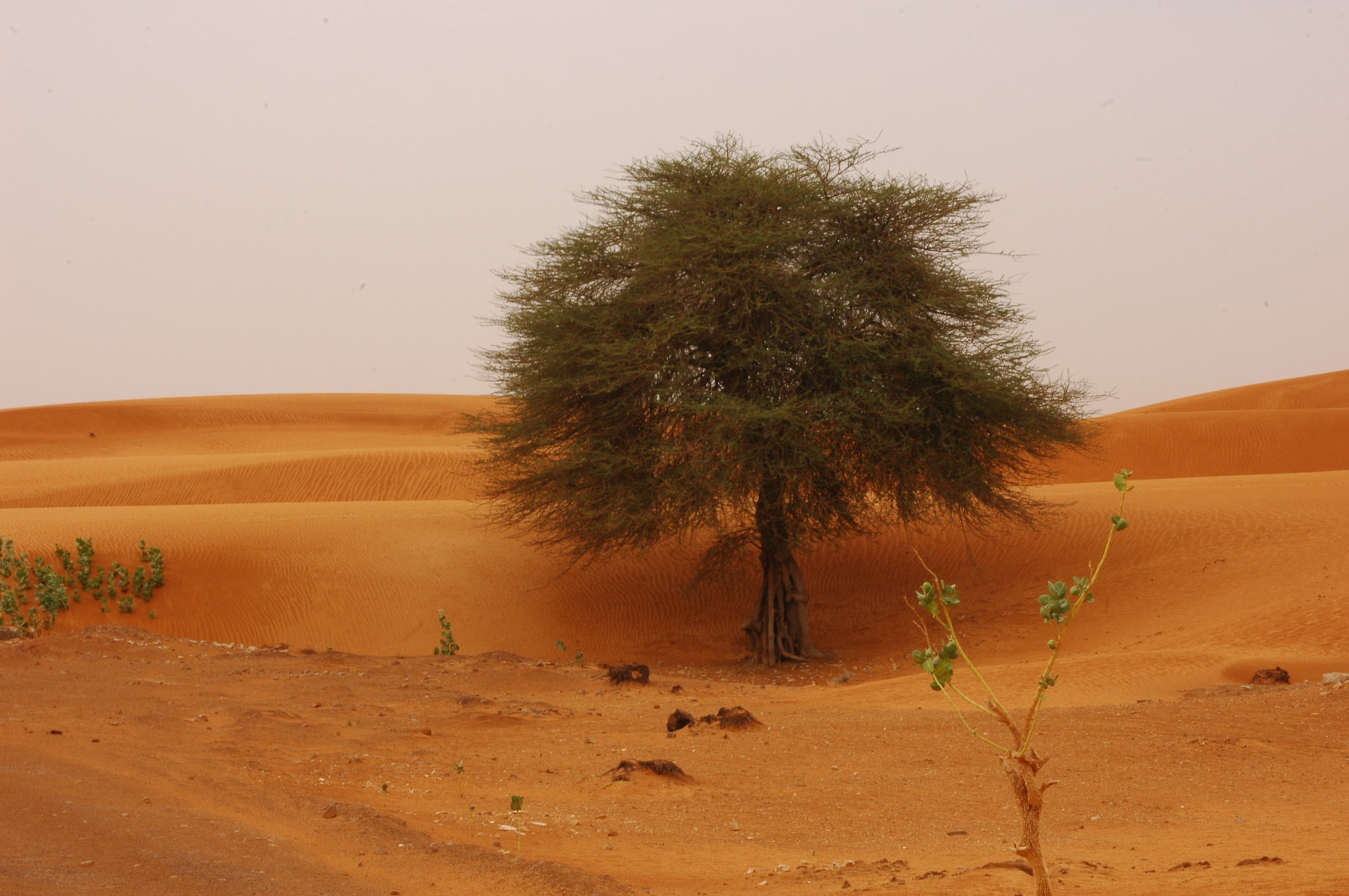 What the documentation of 1.8 billion trees means for climate adaptation