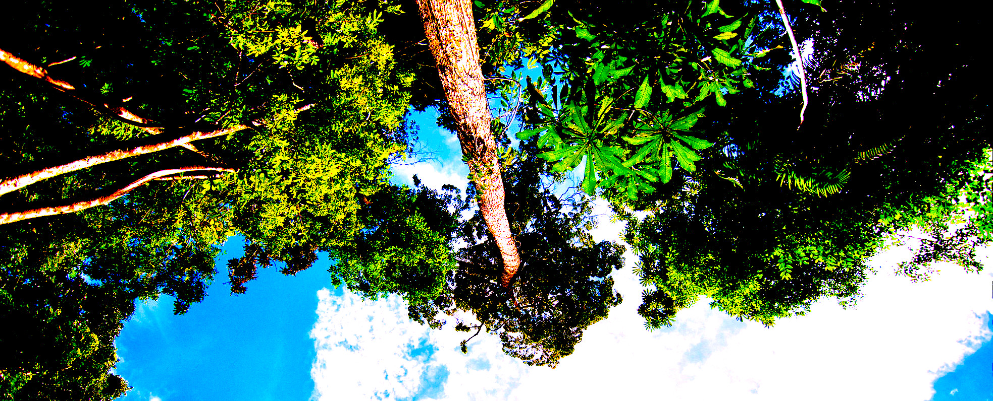 How Amazon deforestation could trigger a climate tipping point