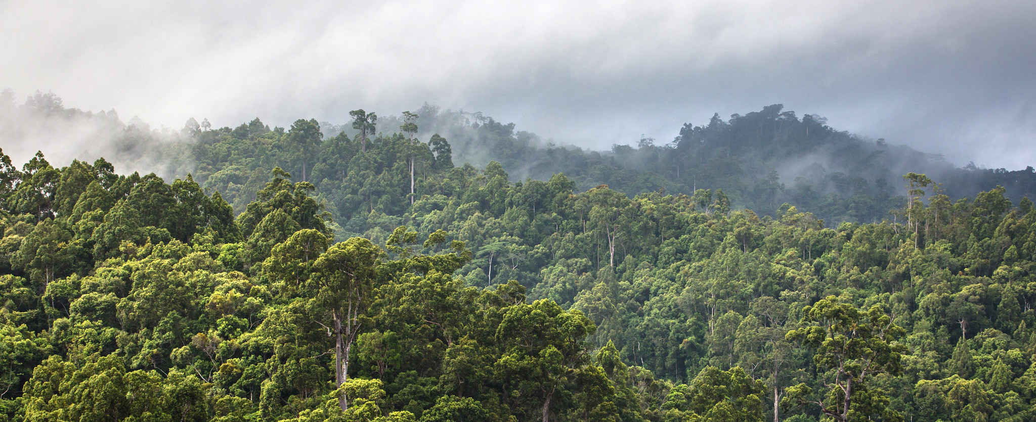 Forests can help humanity adapt to climate change – report - # ...