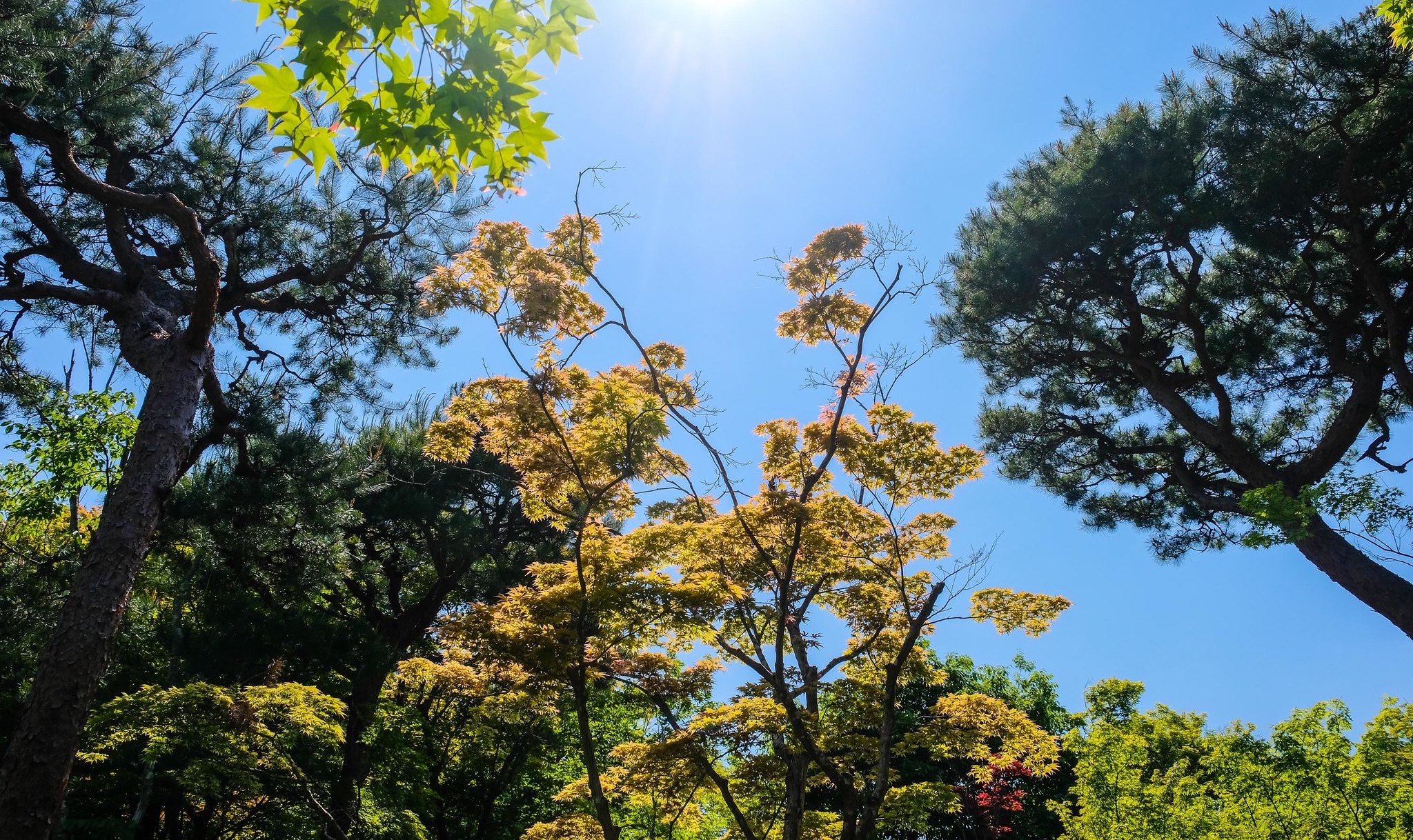 Why we need healthy forests for healthy people - #ThinkLandscape