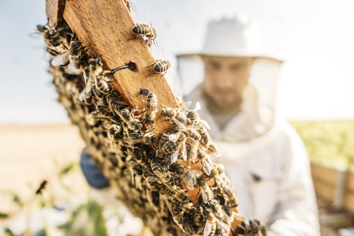 Why are bees dying – and can we save them? - #ThinkLandscape